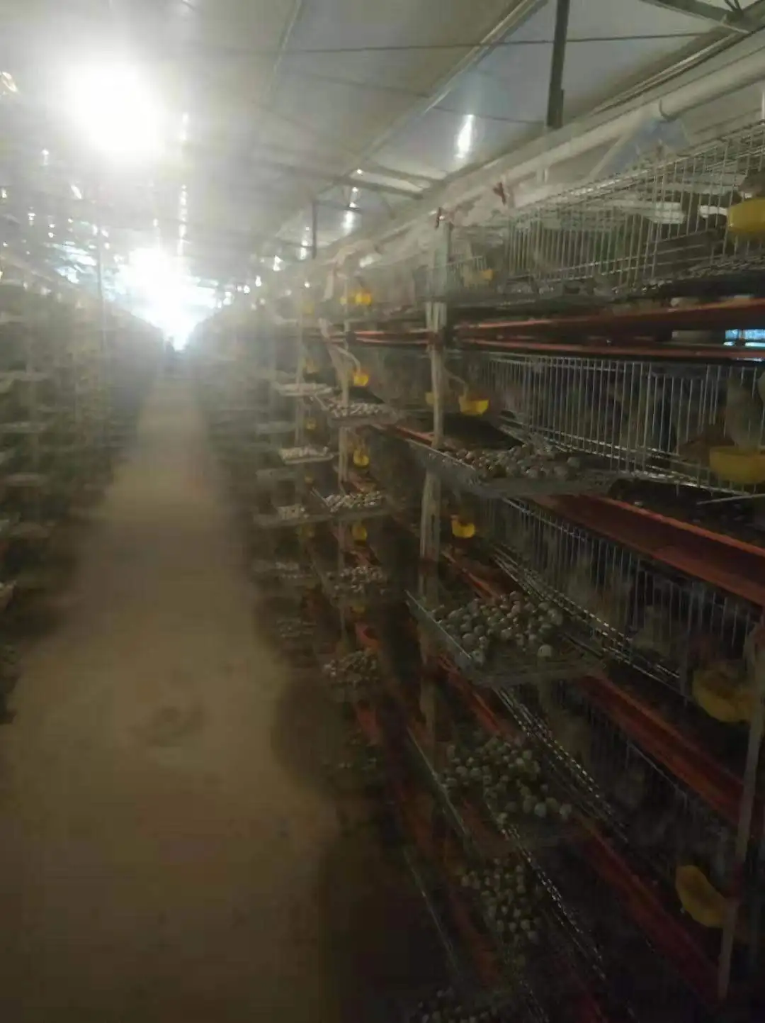 Quail Cage Automatic For South Africa,Quail Cage Farming Equipment ...