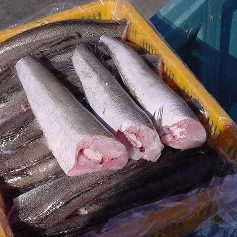 Wholesale Frozen Hake Fish Fillets - Good Quality & Price