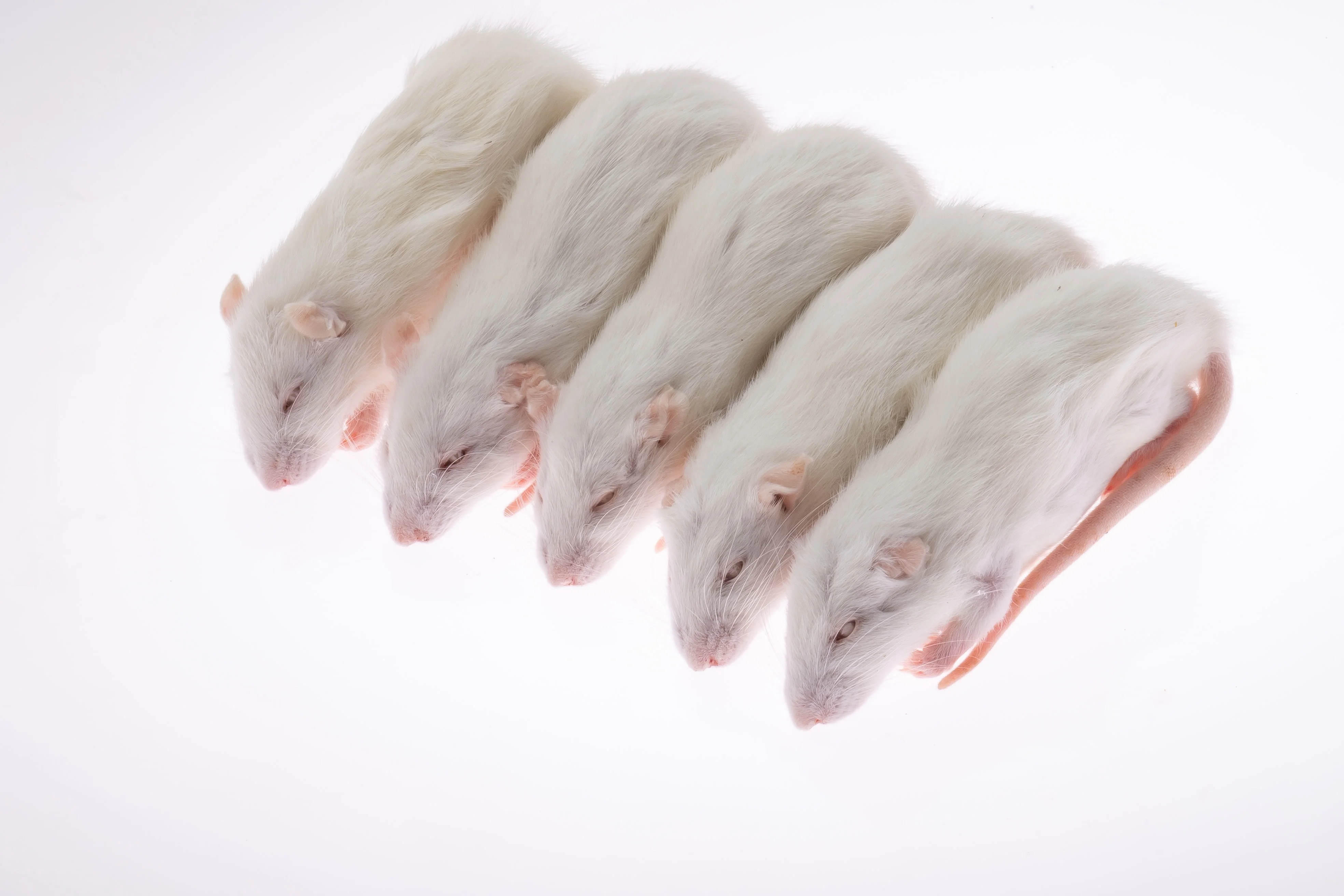 Frozen Mice & Rats - High-Protein Pet Food by Honfer