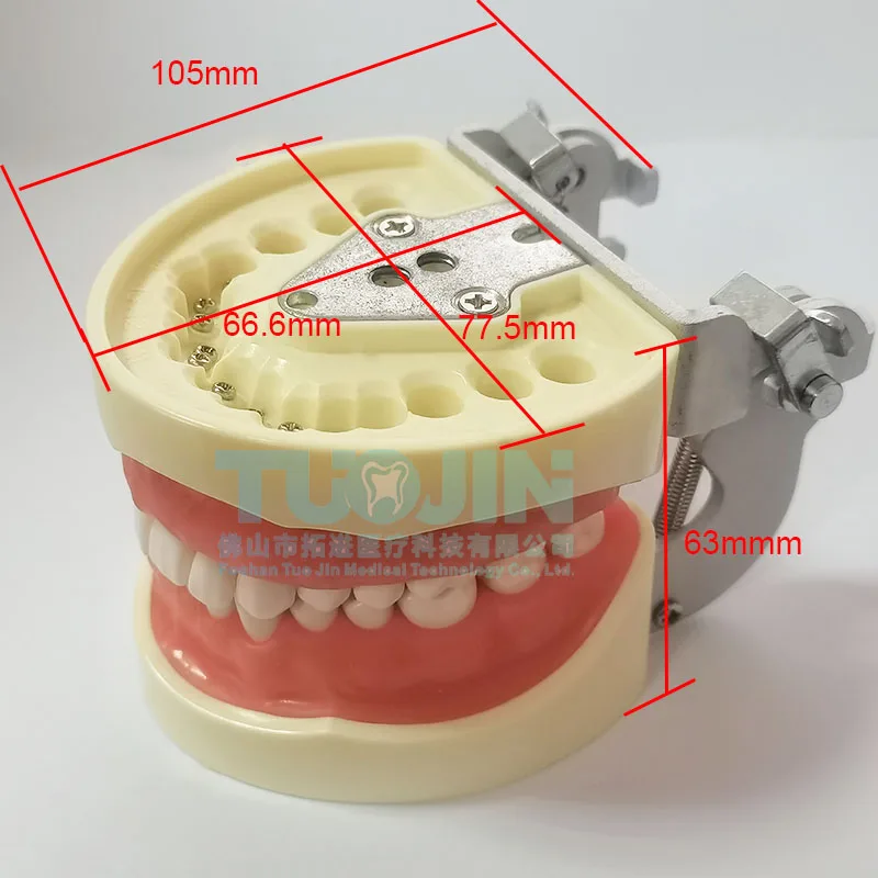 Dental 32 Typodont - Removable Tooth Model for Veneer Preparation