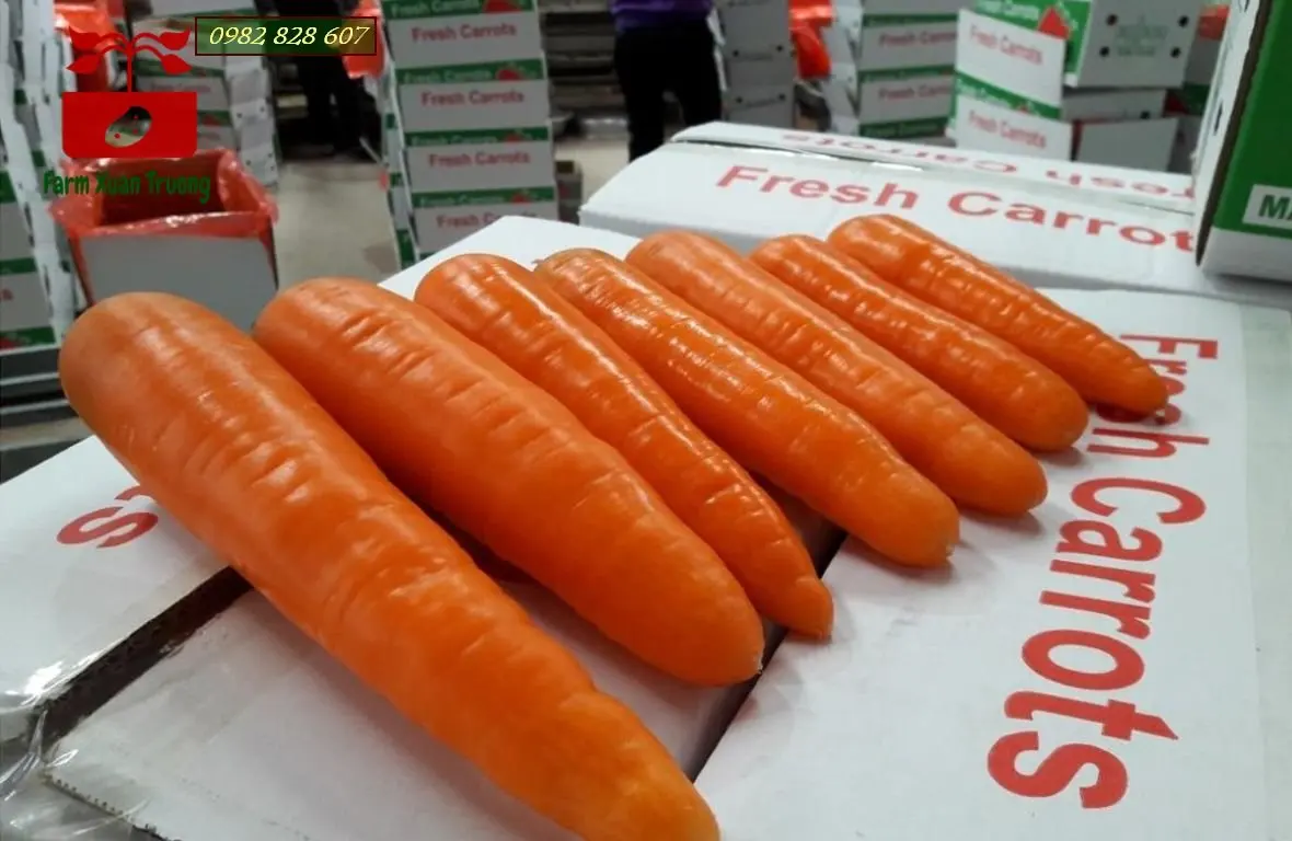 Fresh Carrot With Export Standard And Cheapest Price In The Market ...