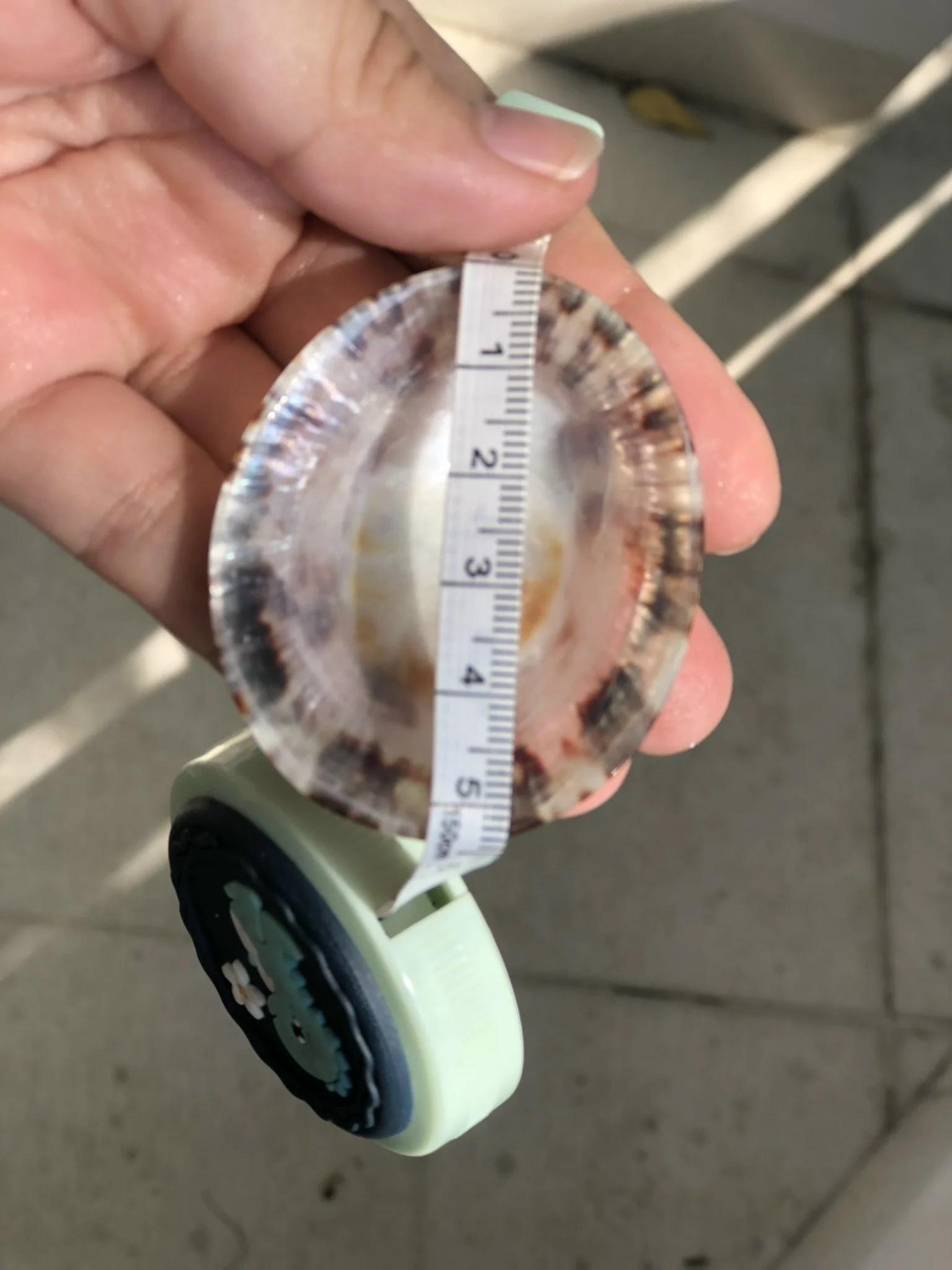 Hot Trend Polished Pearl Banded Jade Turbo Shell / Natural Seashell ...