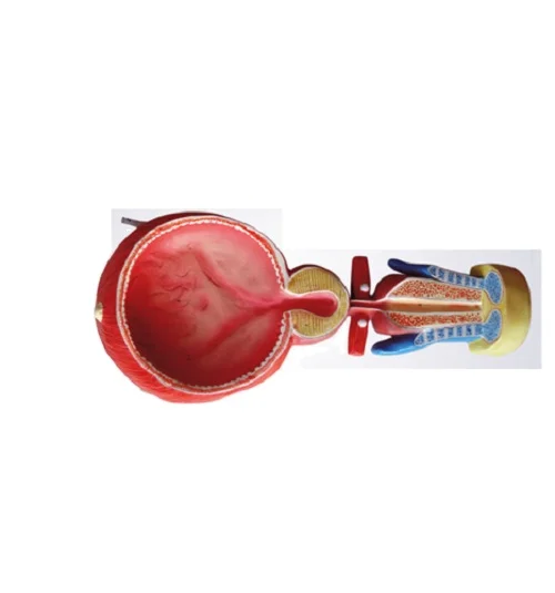 Human Urinary Bladder Model Medical Human Anatomic Anatomical Models ...