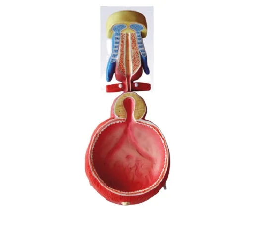 Human Urinary Bladder Model Medical Human Anatomic Anatomical Models ...