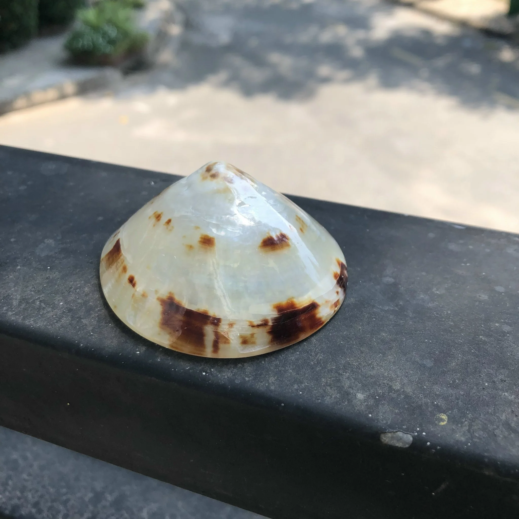 Hot Trend Polished Pearl Banded Jade Turbo Shell / Natural Seashell ...