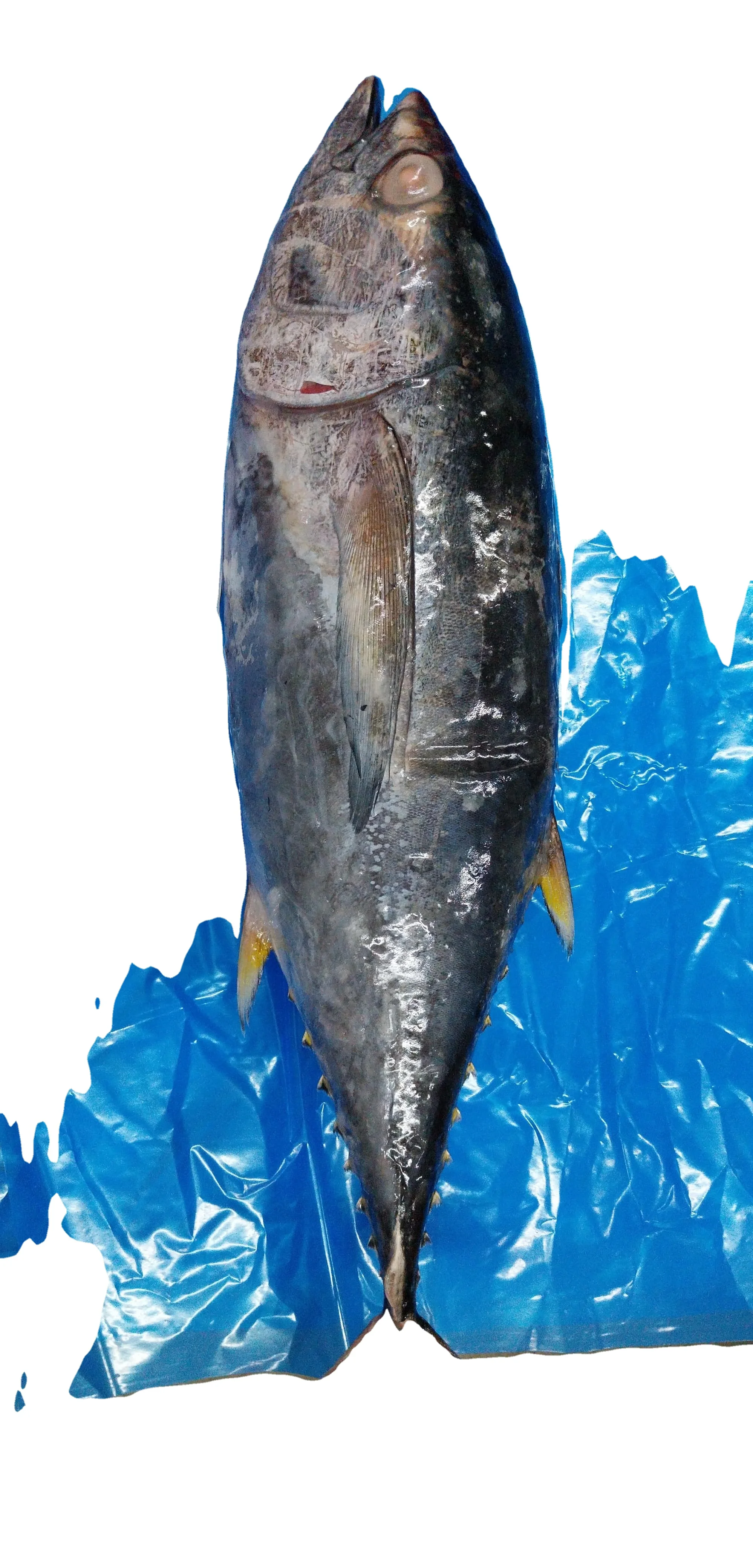 Frozen Yellowfin Tuna Whole - Buy Yellowfin Tuna,Yellowfin Tuna Fish ...