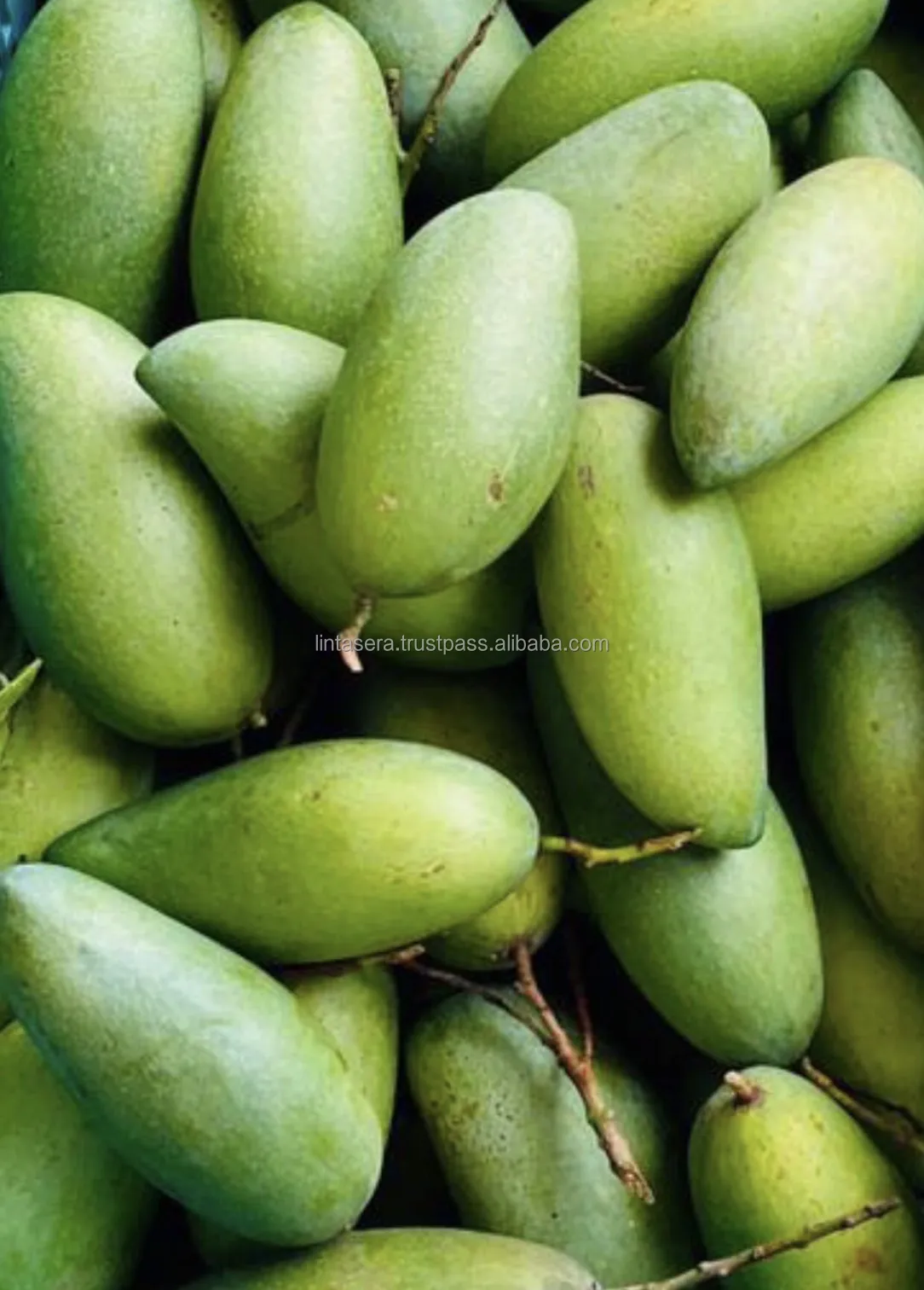 Thailand Best Export Quality Green Mangoes - Buy Fresh Mangos,Mango ...