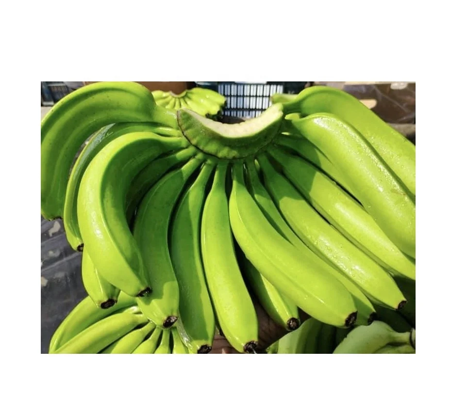 Fresh Bananas Green Cavendish Banana / Tropical Plantains Fresh Green ...