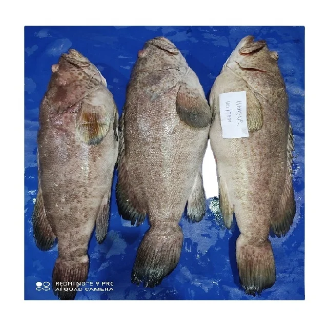 Top Quality Frozen Grooper Fish Whole From India - Buy Grouper Fish ...