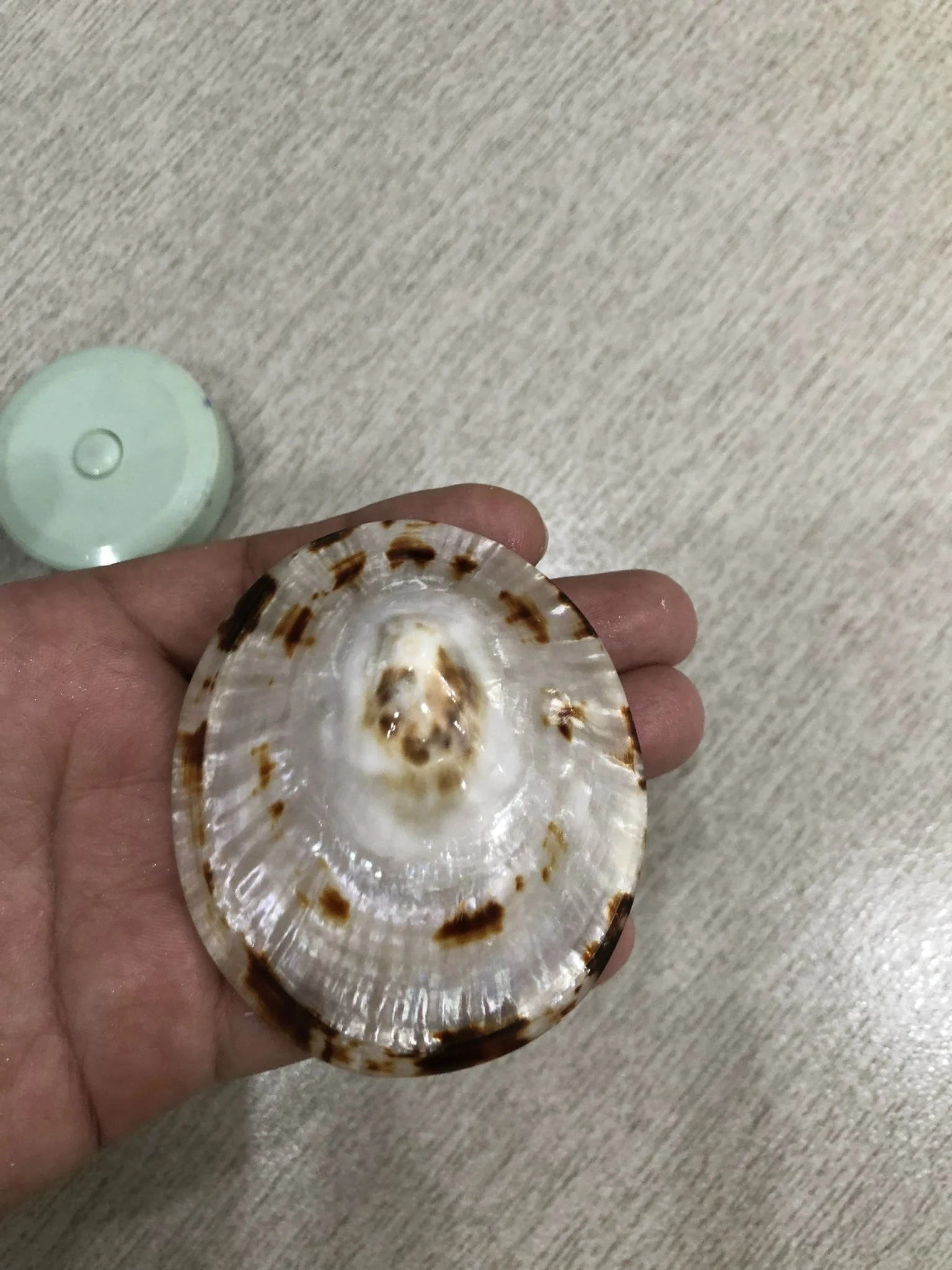 Hot Trend Polished Pearl Banded Jade Turbo Shell / Natural Seashell ...