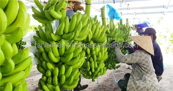 Premium Grade A Cavendish Bananas - Wholesale Nirvana From Vietnam ...