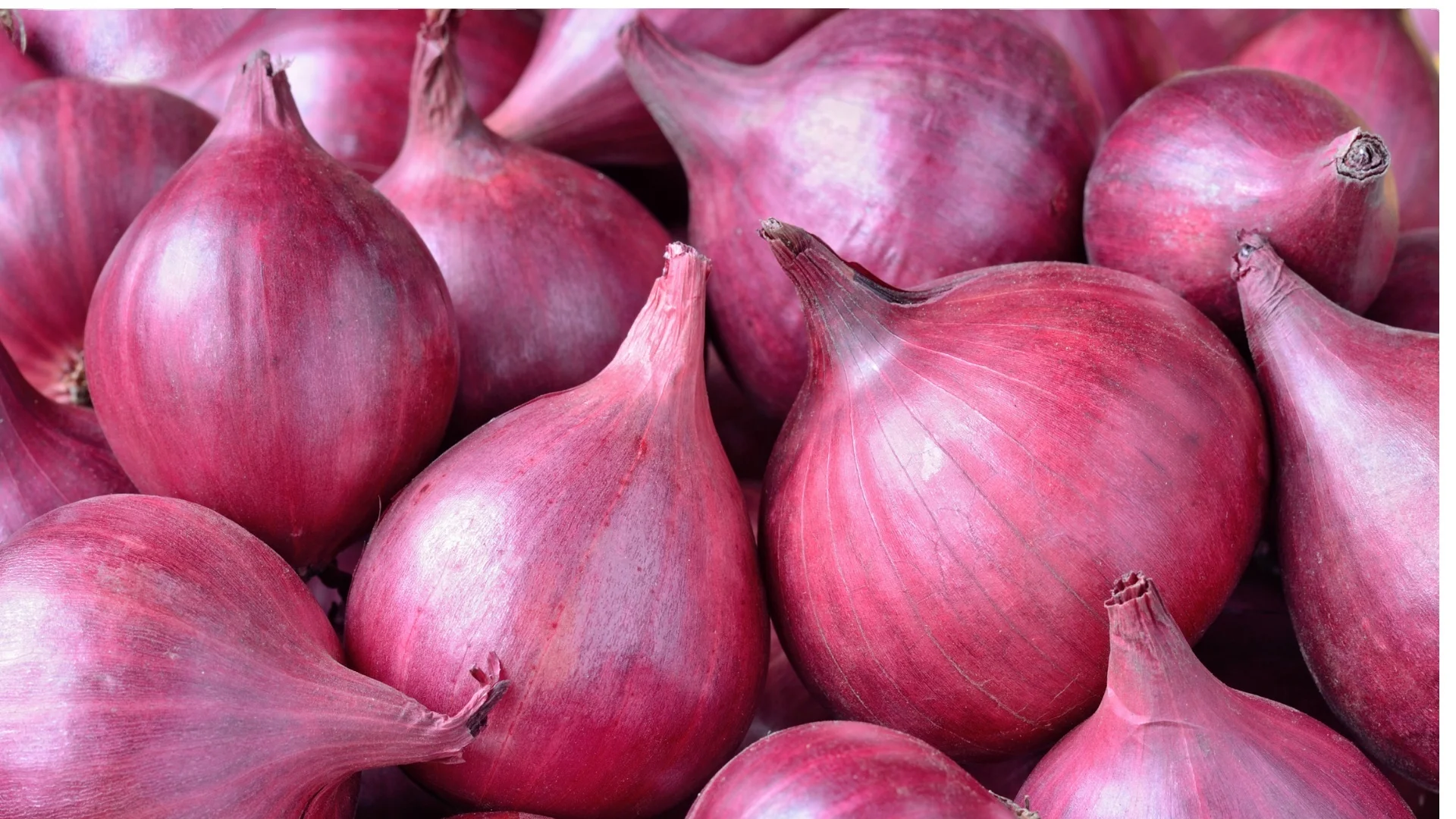 Our Red Onions Are Renowned For Their Vibrant Color,Crisp Premium ...