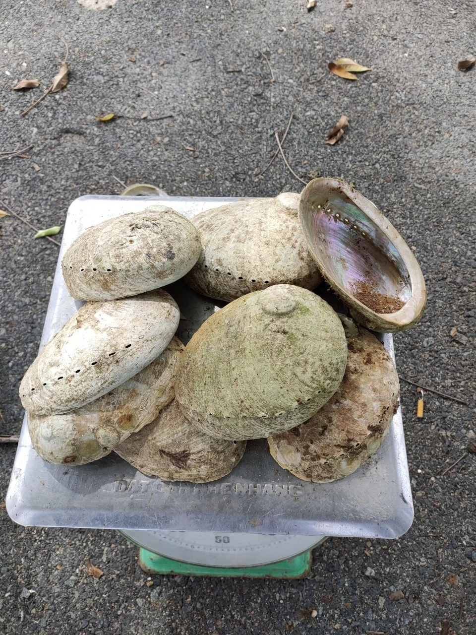 Shop Dried Seashells from Vietnam - Perfect for Crafts