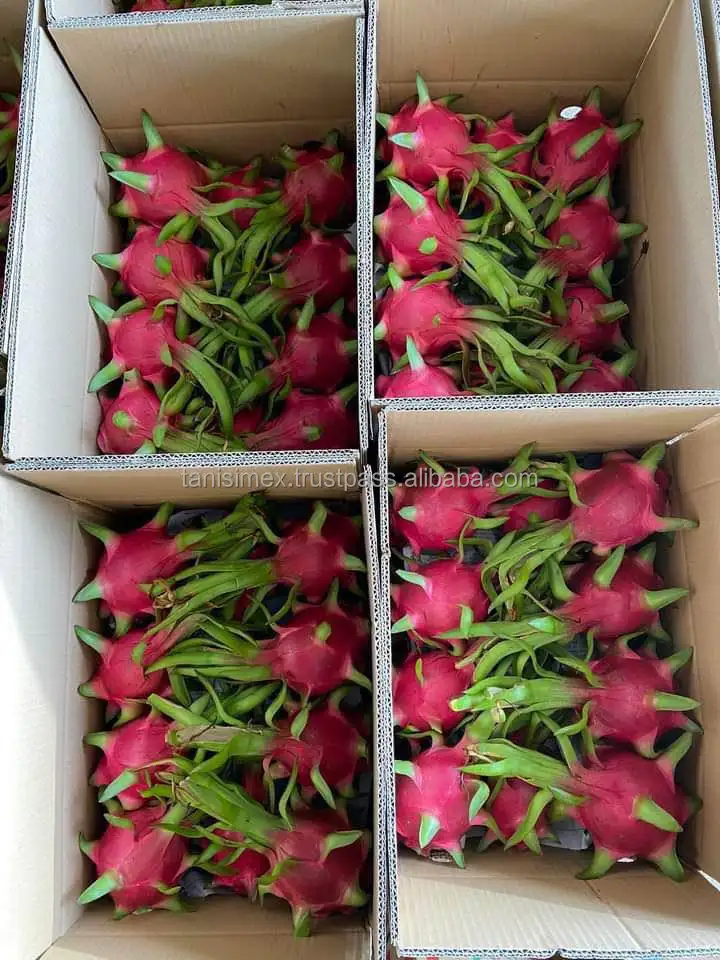 Premium Vietnamese Dragon Fruit For Export: Red & White Flesh Varieties ...