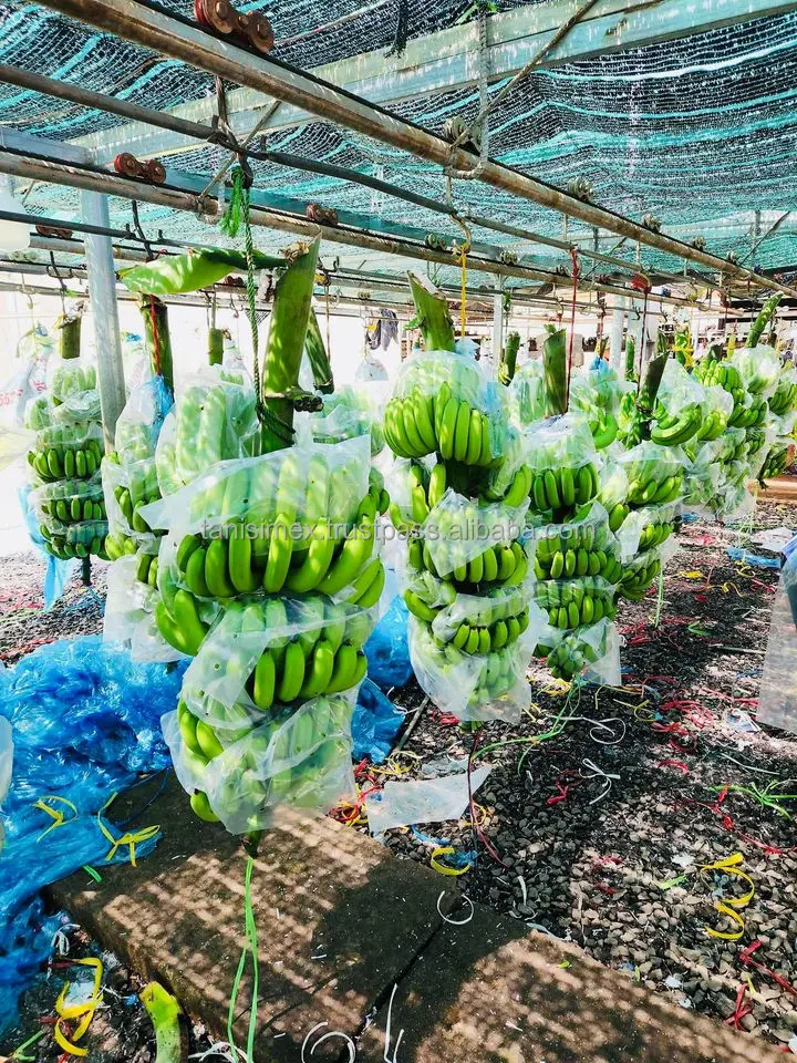 Exotic Banana Variety For B2b: Vietnam Exporter - Order In Bulk Today ...