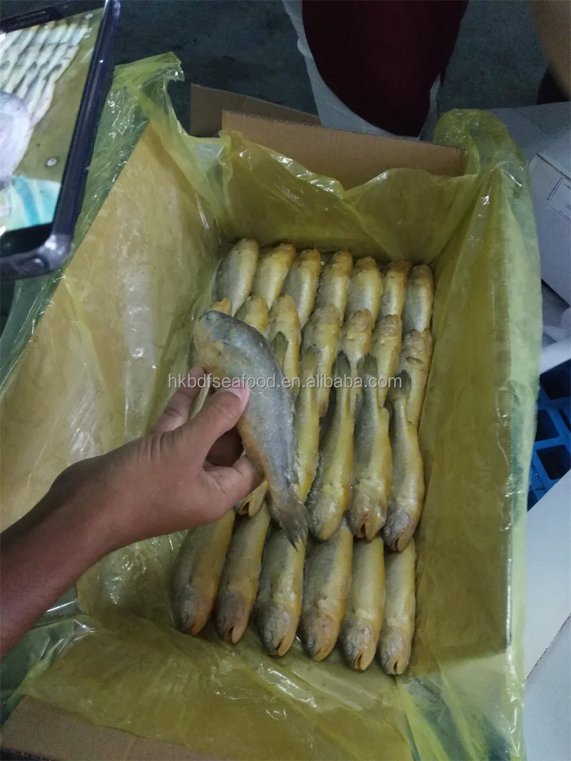Fresh Seafood - Whole Round Frozen Yellow Croaker Fish