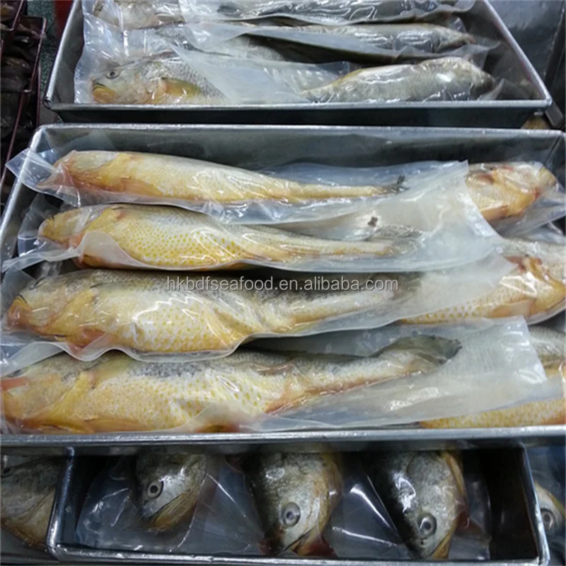 Fresh Seafood - Whole Round Frozen Yellow Croaker Fish
