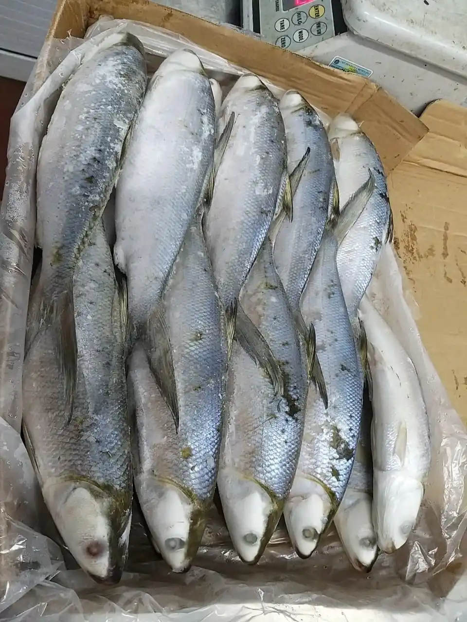 Frozen Milk Fish - Buy Milk Fish Frozen Milk Fish,Milk Fish Frozen ...