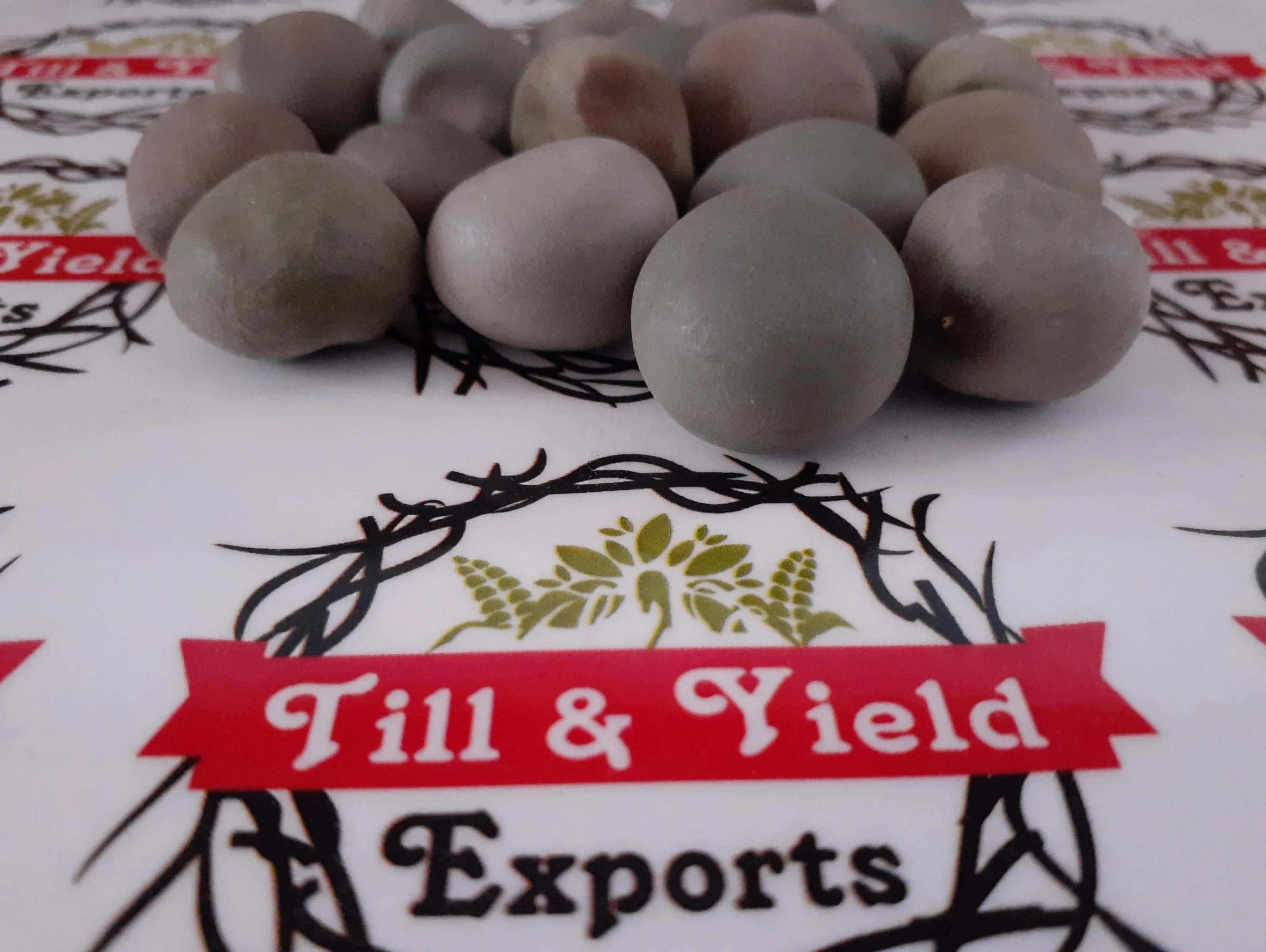 Gataran - Sagargota - Karanjwa - Caesalpinia Bonduc Latakaranja Is A ...