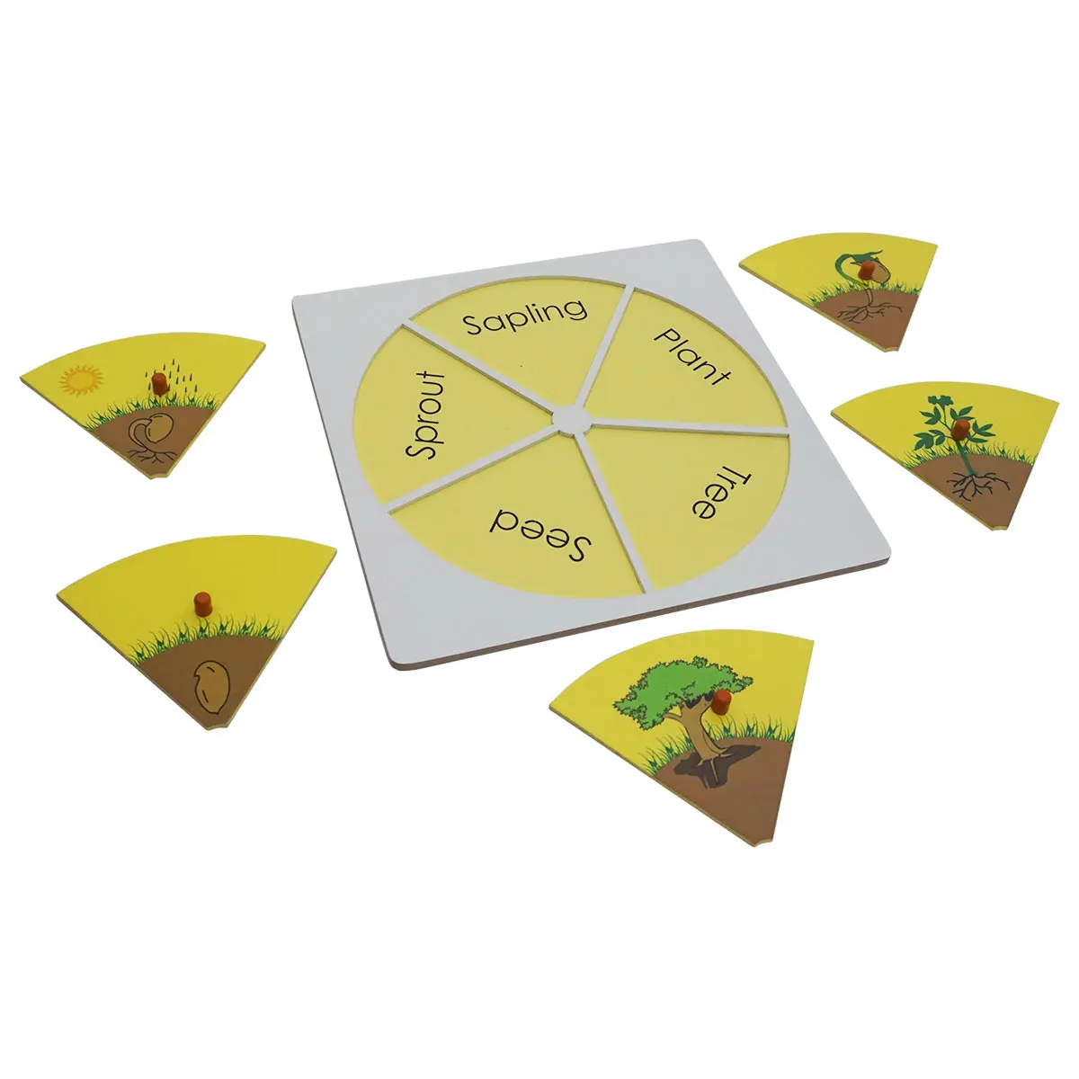 Early Learning Kids Montessori Botany Teaching Aids Evolution Life ...