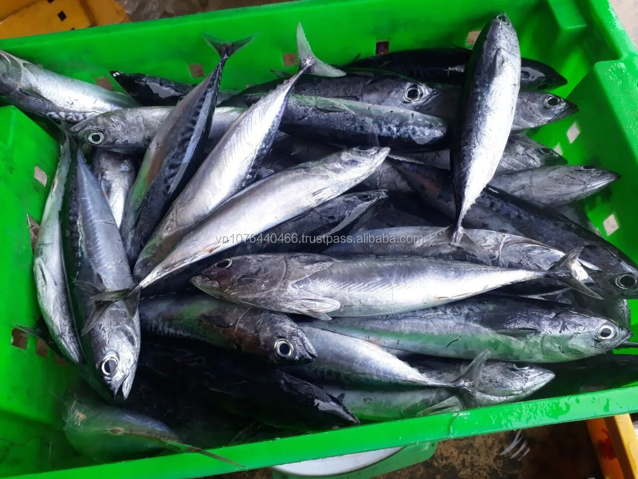 Auxis Rochei/ Frozen Bullet Tuna Wr/(whatsapp,Viber): +84 989322607 ...