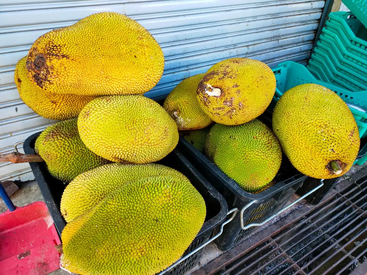 Jack Fruits J33 Malaysia Quality From My;14 12 Months 100% Natural Eco ...