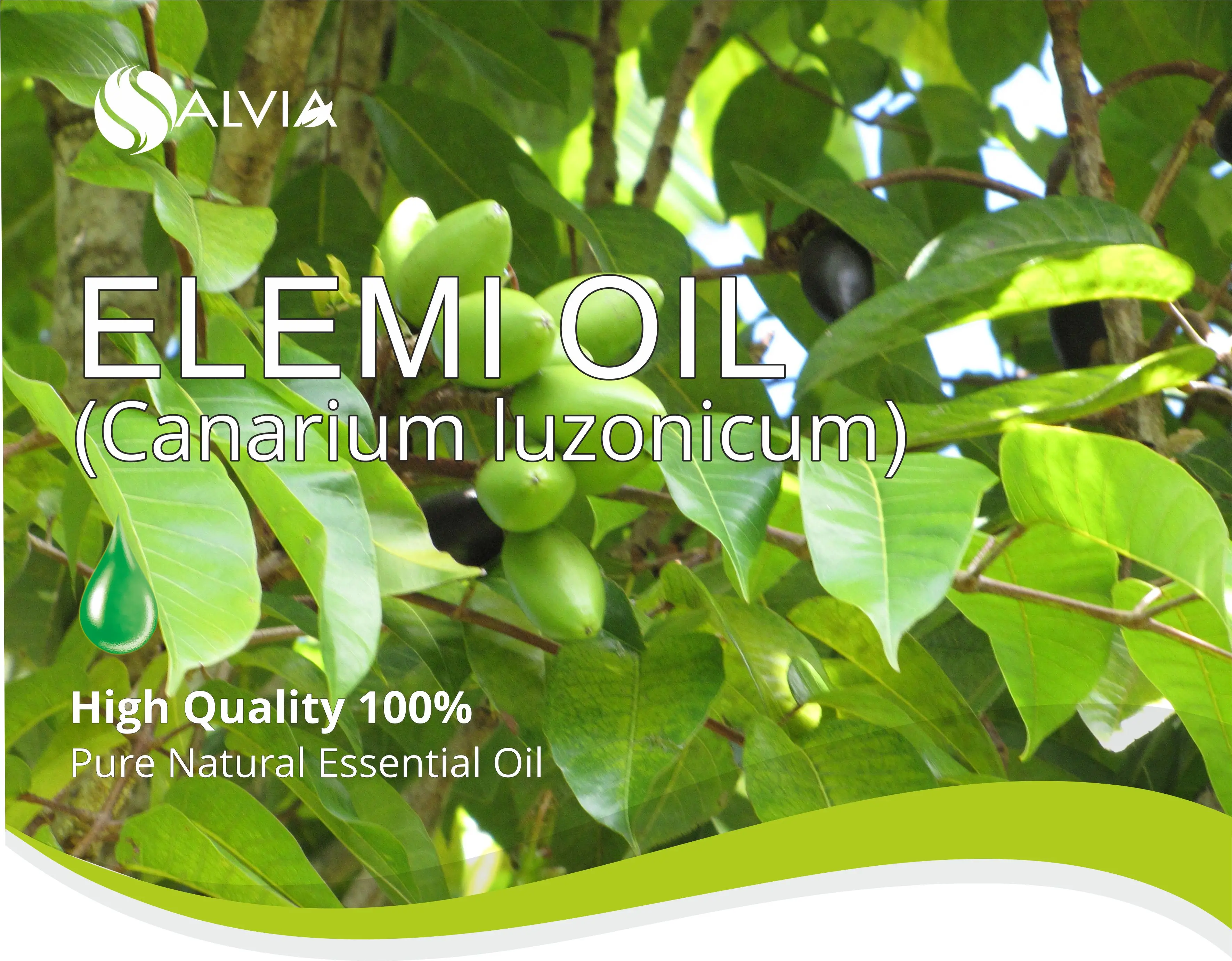 Elemi Oil 1000ml Essential Oil 100% Pure & Natural Express Shipping ...