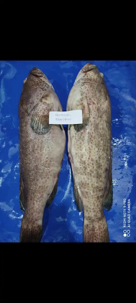 Top Quality Frozen Grooper Fish Whole From India - Buy Grouper Fish ...
