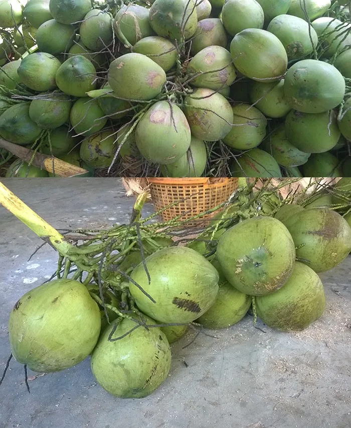 High Quality Fresh Young Coconut from Canada - Premium Taste