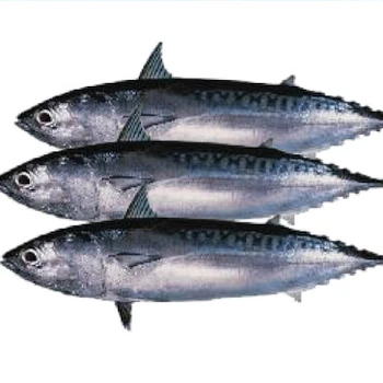 Auxis Rochei/ Frozen Bullet Tuna Wr/(whatsapp,Viber): +84 989322607 ...