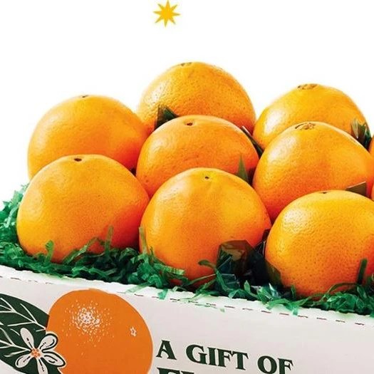 Fresh Oranges/valencia And Navel Fresh Orange/fresh Valencia Orange ...