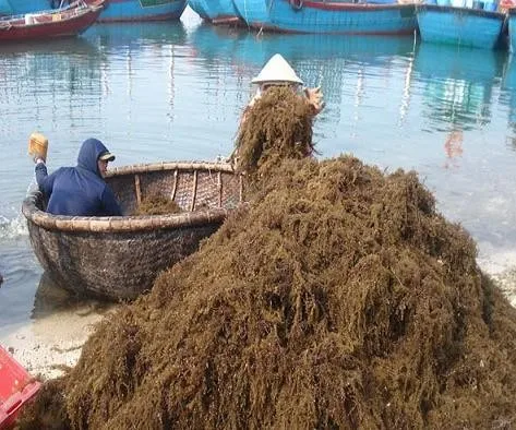 Dried Sargassum Seaweed Material For Fertilizer From Vietnam/best Grade ...