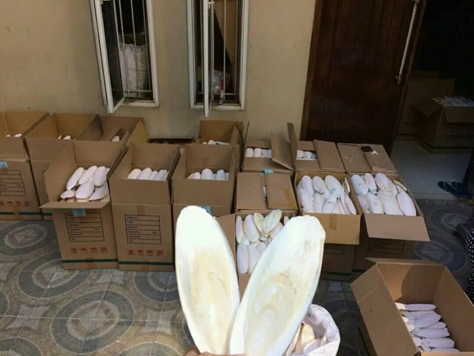 Cleaned Cuttlefish Bone - Dried & Bleached Squid Bone