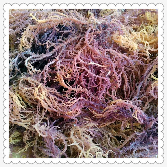 PURPLE SEA MOSS