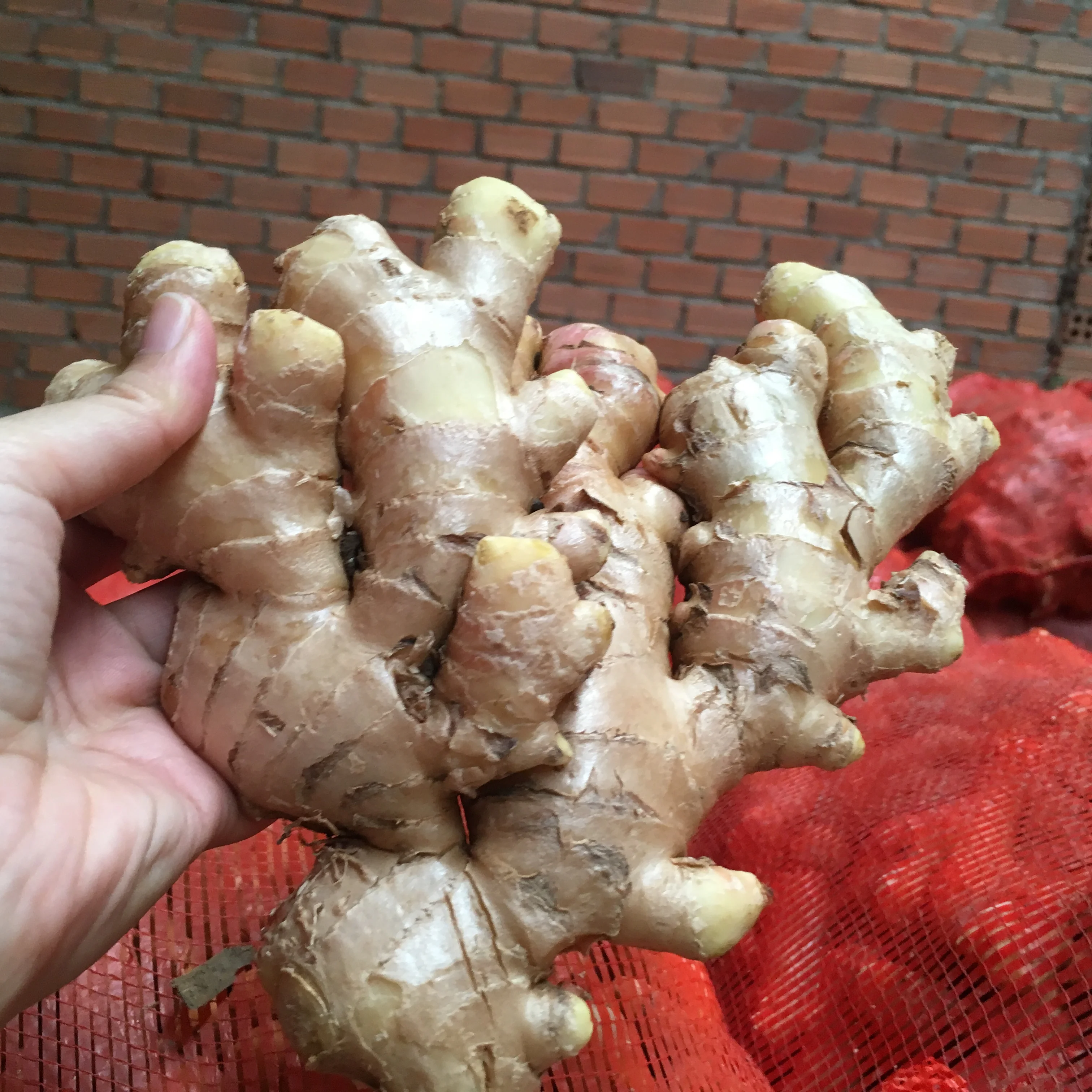 Fresh Organic Ginger 2024 Season Medicine Grade Ginger Premium Quality ...