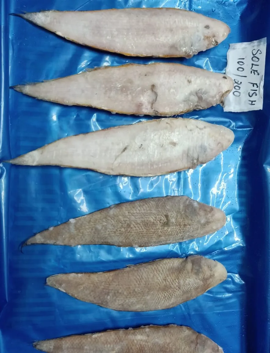 Top Quality Frozen Sole Fish Whole From India - Buy Sole Fish Frozen ...