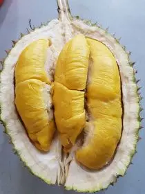 Frozen Durian Ri6 and Monthong from Vietnam - Mary Quality