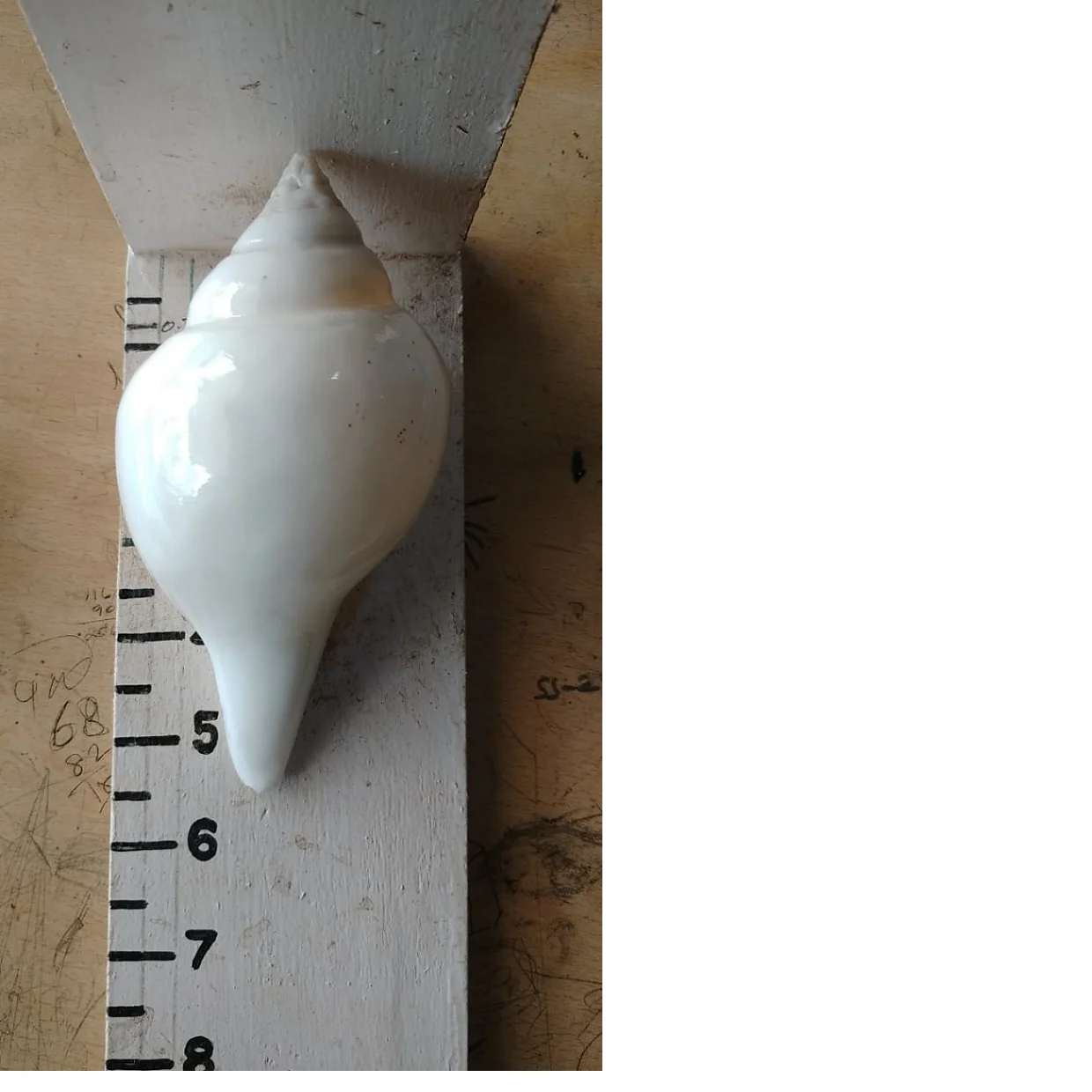 Custom Made Conch Sea Shells - Perfect for Home Decor