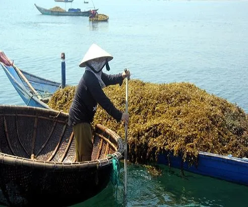 Dried Sargassum Seaweed Material For Fertilizer From Vietnam/best Grade ...