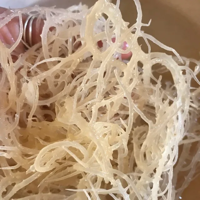 Wholesale Spinosum Seaweed / Dried Eucheuma Cottonii Sea Moss / Irish ...