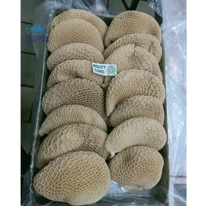 Frozen Cow Beef Tripe Cleaned Cow Stomach Frozen Beef Meat - Buy Beef ...