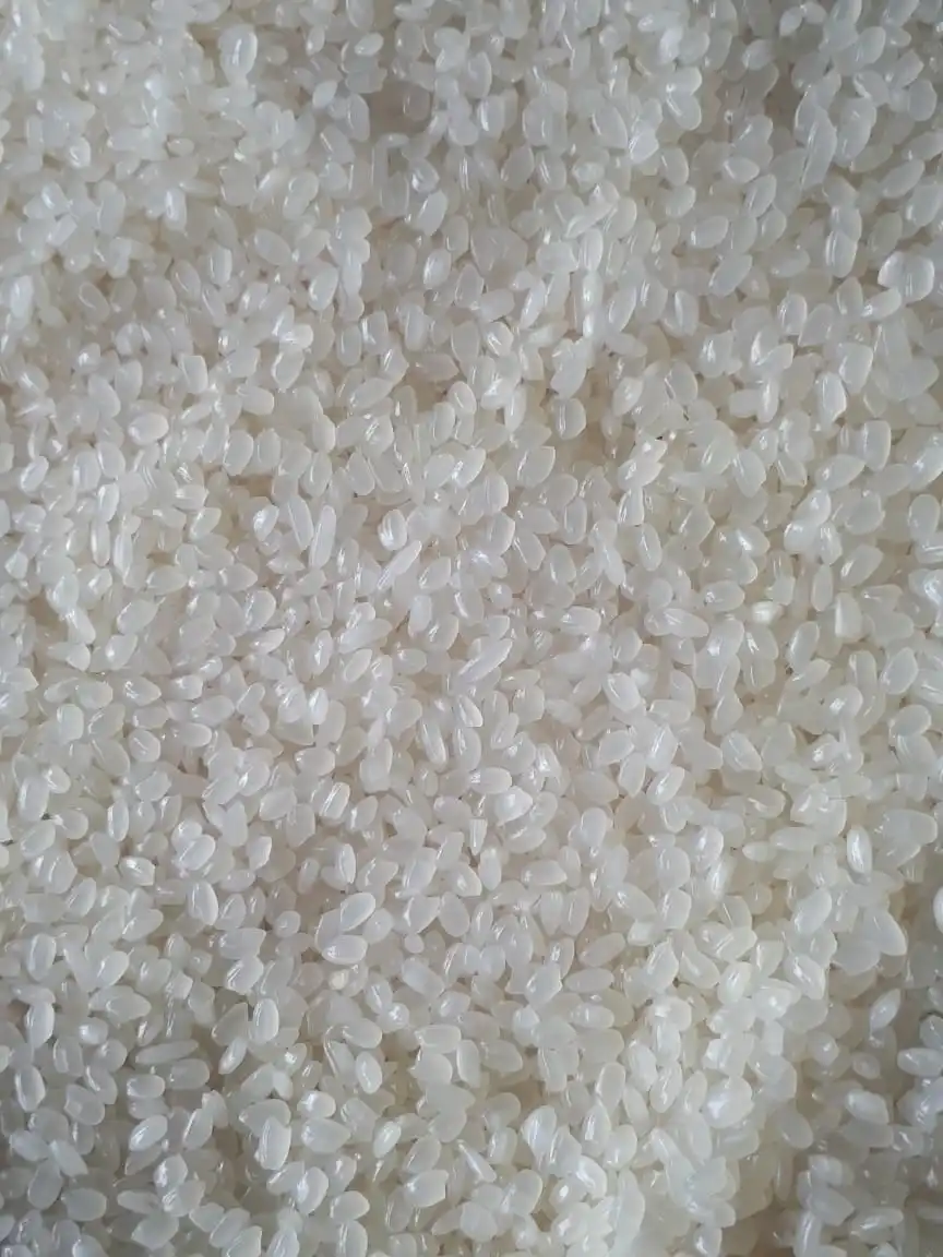 JAPONICA ROUND GRAIN RICE FACTORY SUPPLIER CHEAP PRICE - RIZ - ARROZ ...