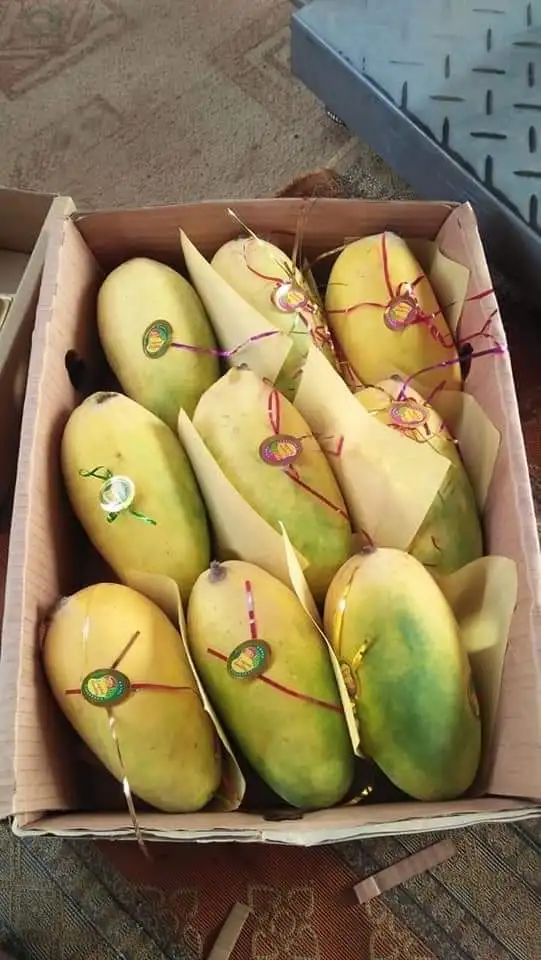 Pakistani Fresh Mangoes Sindhri Anwar Ratool,Langhra,White Chunsa Black ...