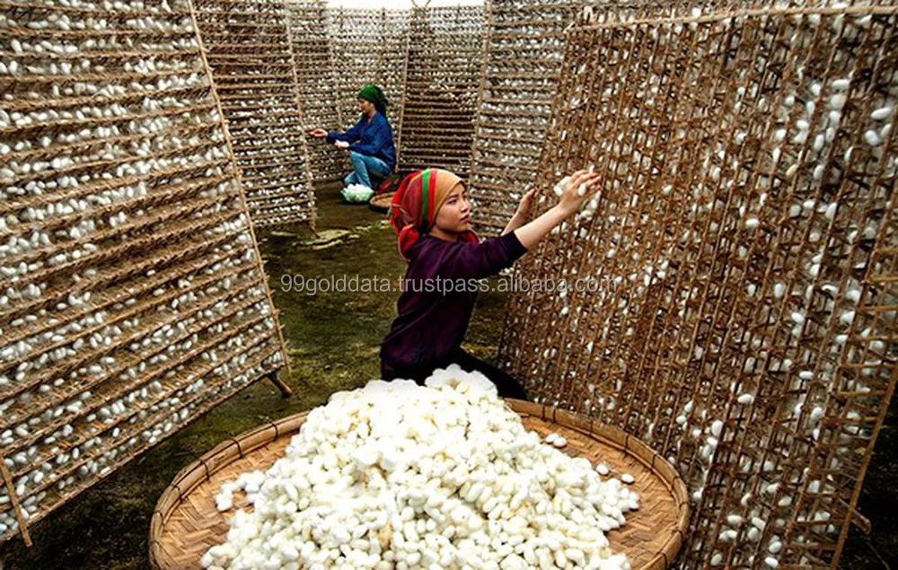 Fresh Natural Silkworm Cocoon for Silk Fiber - Mulberry Silk Cocoon ...