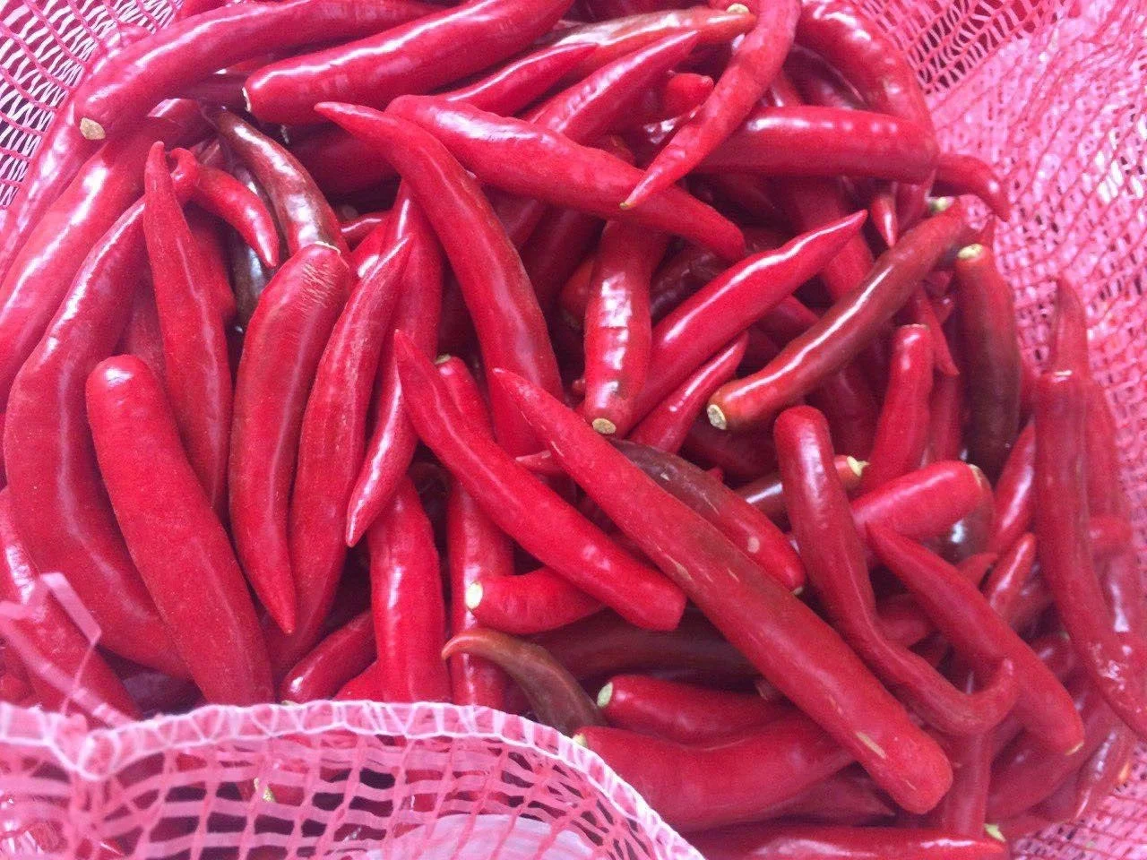 Best Price High Quality Red Big Chili - Buy Chilli,Red Chilli Powder ...