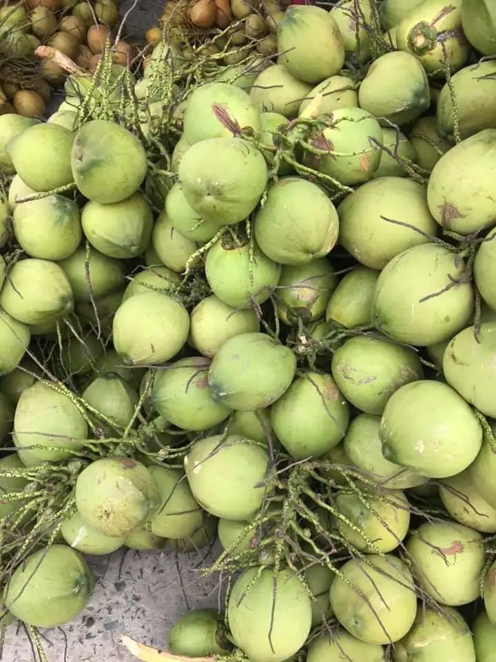 High Quality Fresh Young Coconut from Canada - Premium Taste