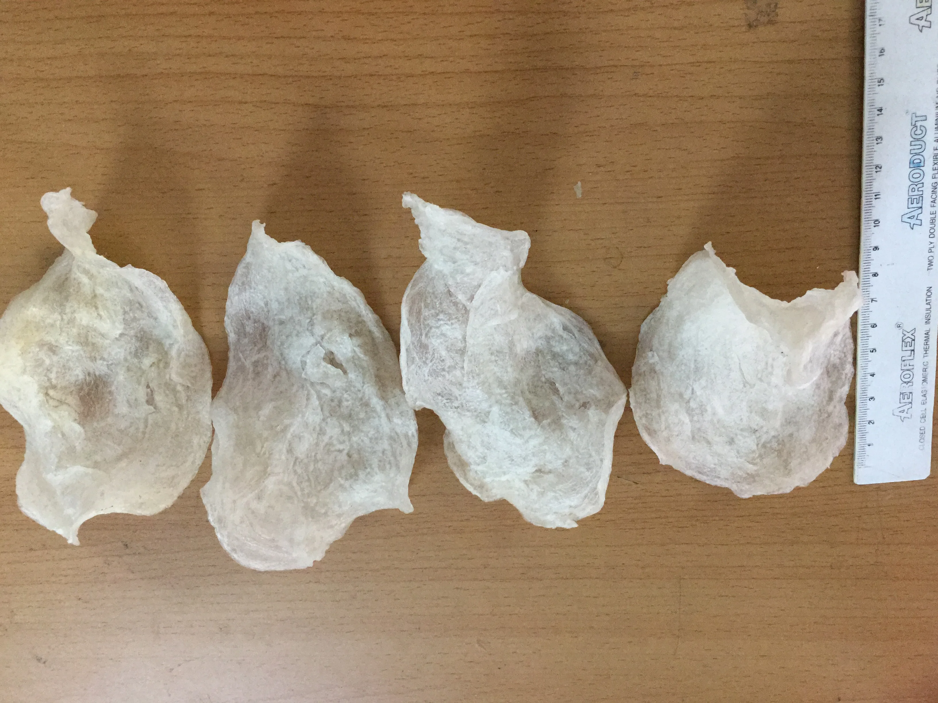 Fish Maw Vietnam - Nutritious Sea Bass Dried Maws