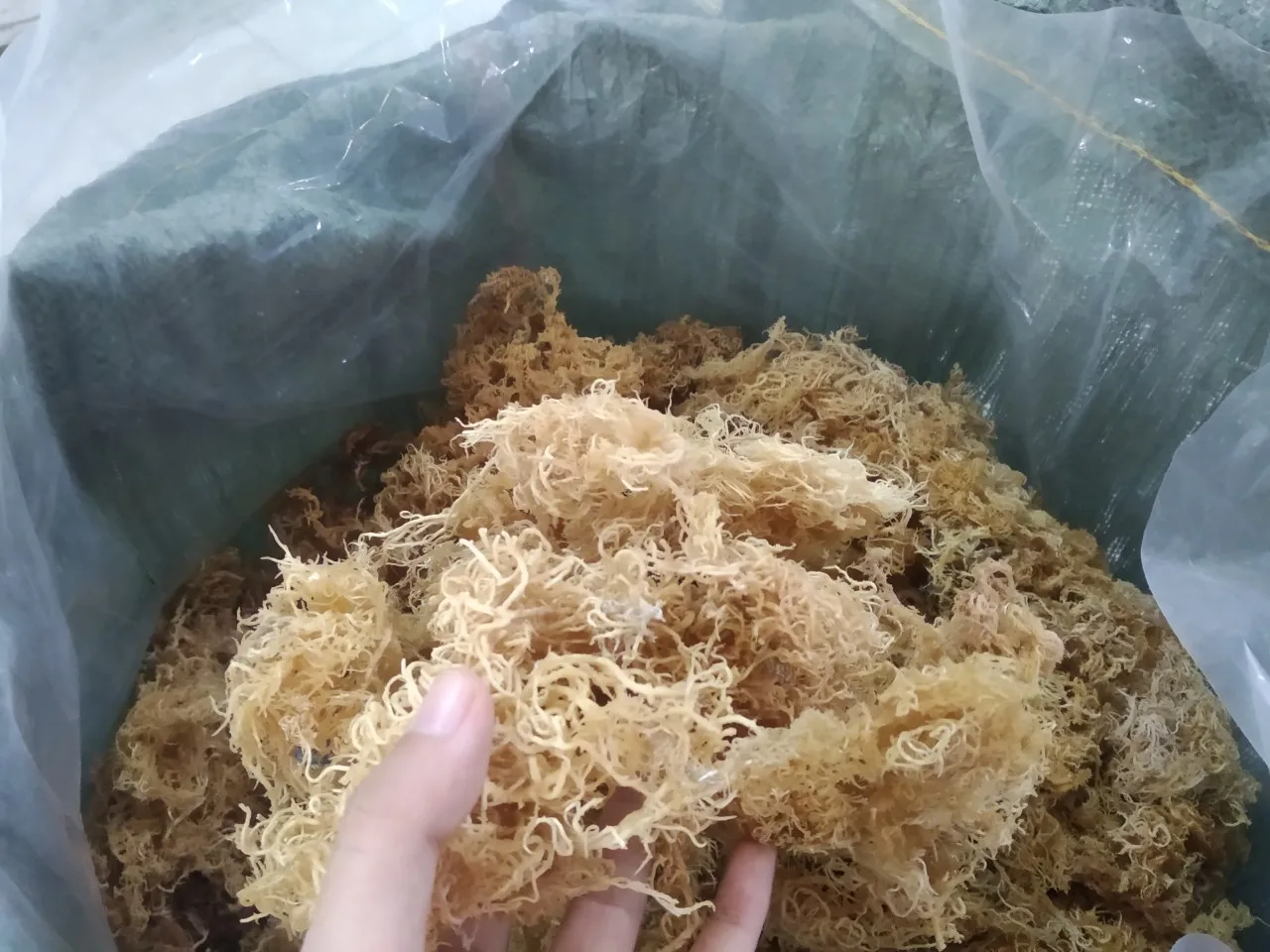 Dried Sea Moss/ Irish Sea Moss - Premium 100% Natural / Amber - Buy Sea ...