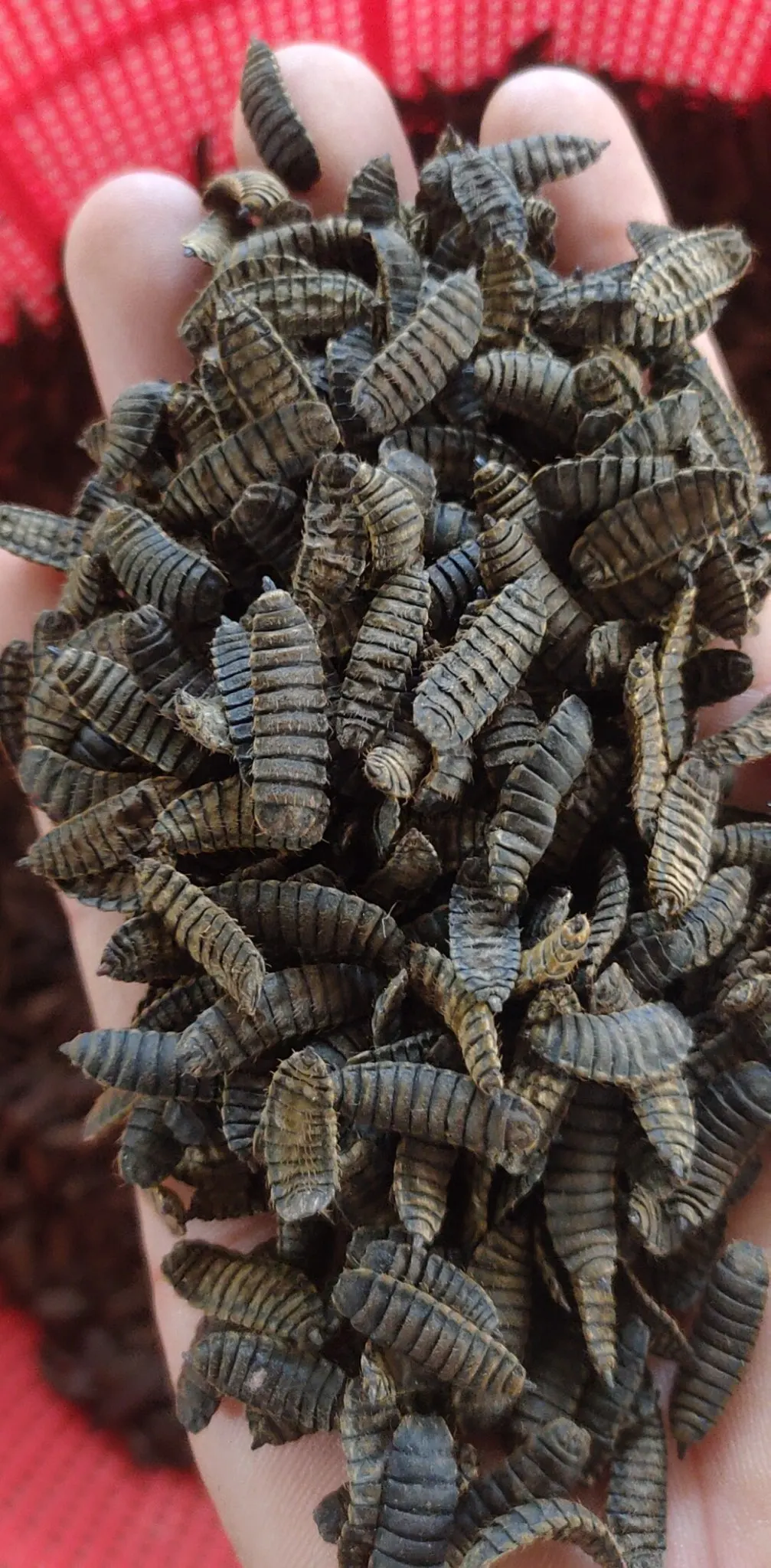 Bsl-soldado Negro Que Vuela Larvas,Larva De Gusano Seco,Contacto Con ...