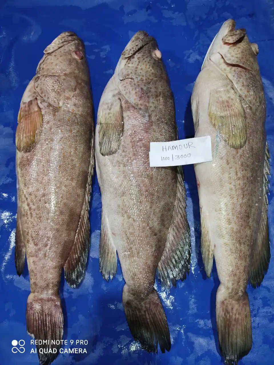 Top Quality Frozen Grooper Fish Whole From India - Buy Grouper Fish ...